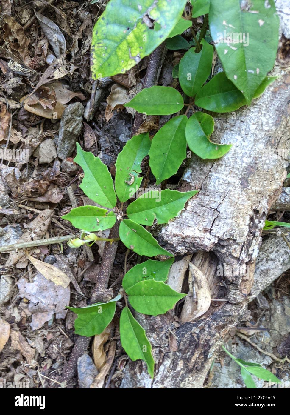 Five-Leaved Water Vine (Apocissus hypoglauca) Plantae Stock Photo - Alamy