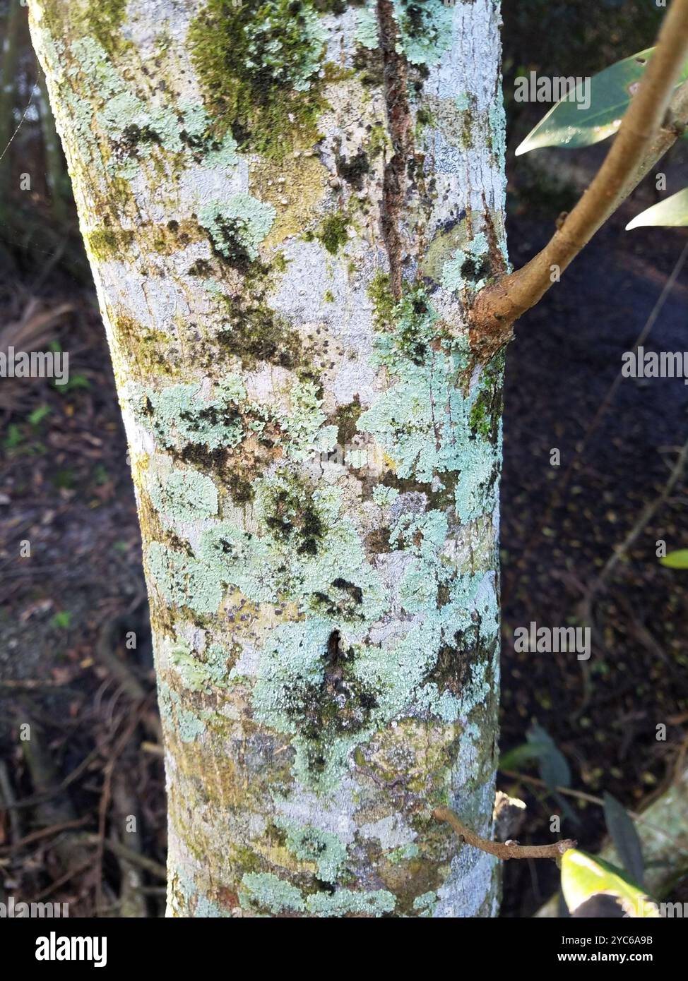 Florida Strangler Fig (Ficus aurea) Plantae Stock Photo - Alamy