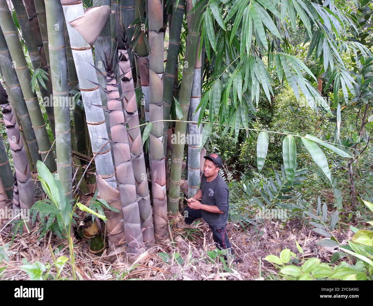 Giant Bamboo (Dendrocalamus giganteus) Plantae Stock Photo - Alamy