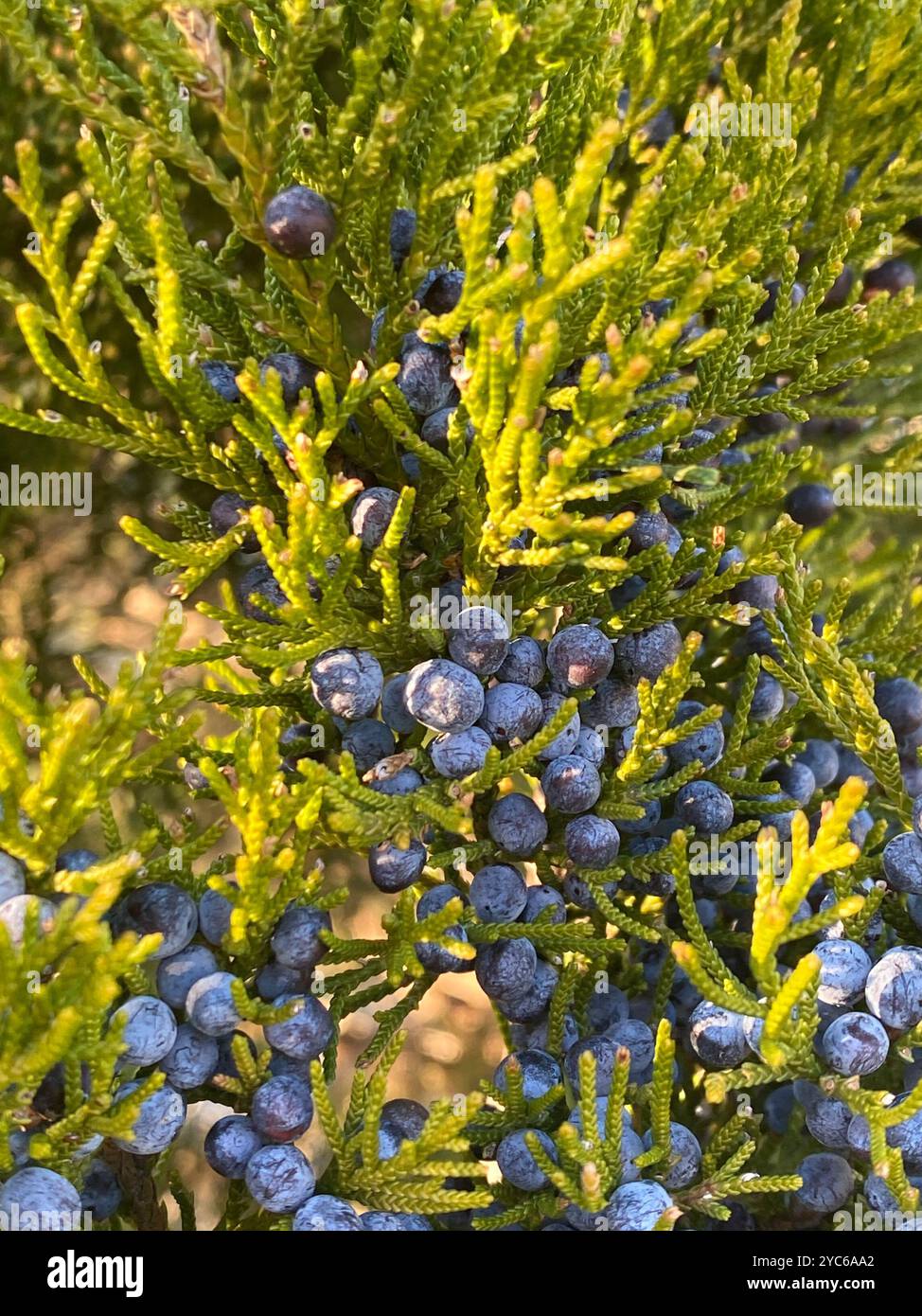 Southern Redcedar (Juniperus virginiana silicicola) Plantae Stock Photo ...