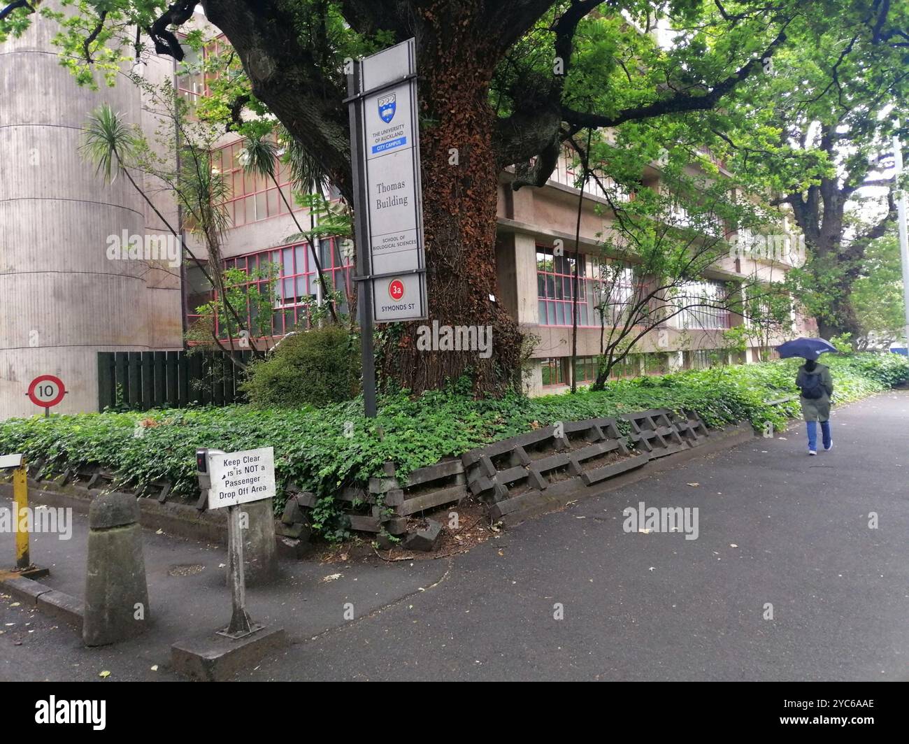 Canary Islands Ivy (Hedera canariensis) Plantae Stock Photo - Alamy