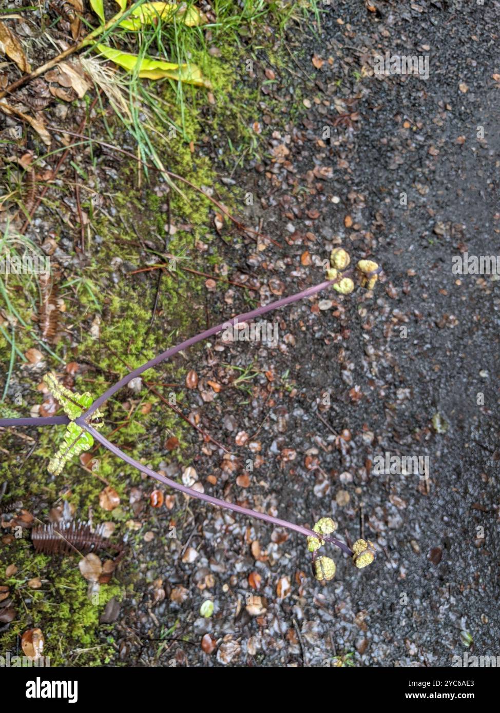 false staghorn fern (Dicranopteris linearis) Plantae Stock Photo - Alamy