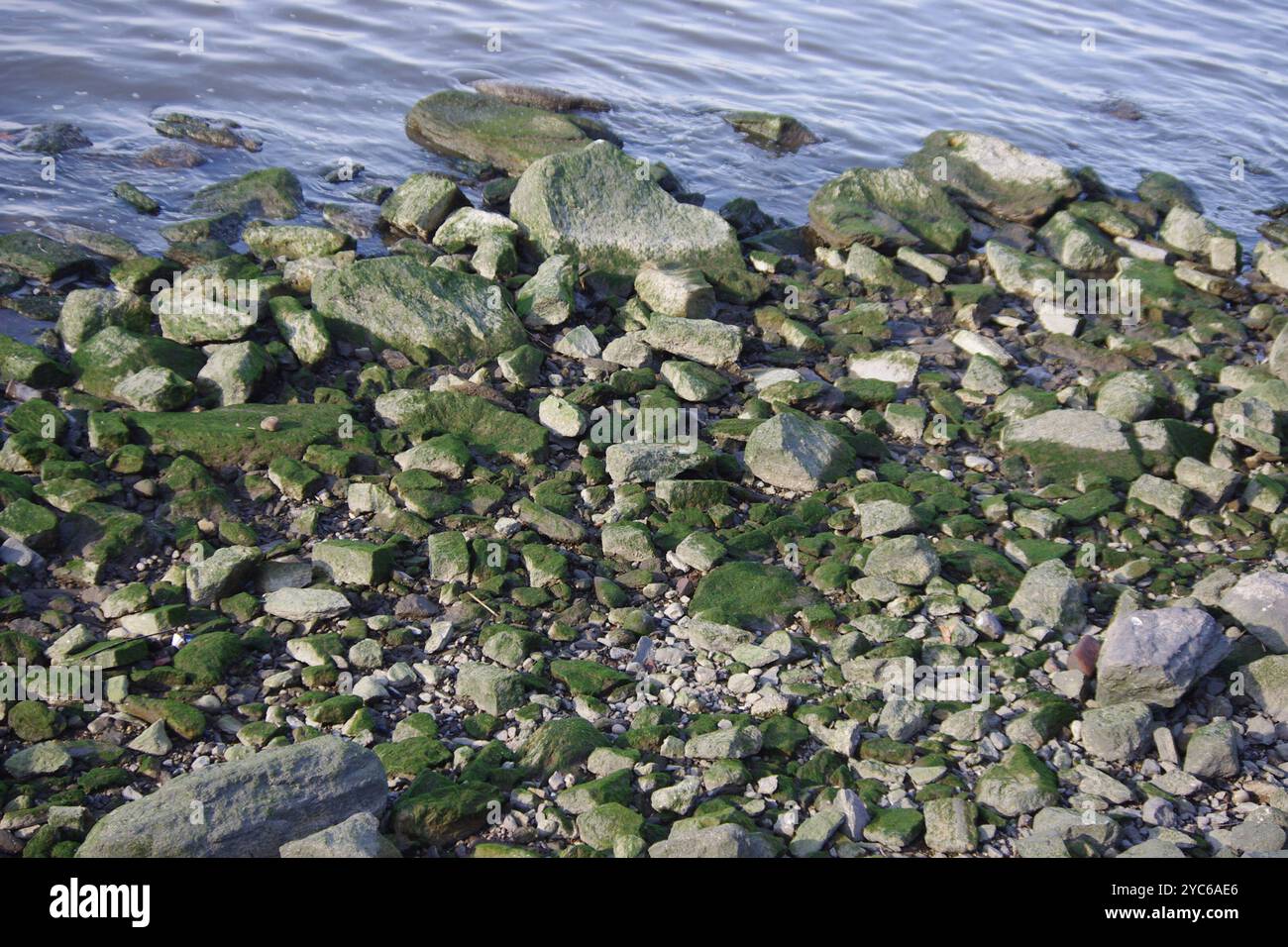 Atlantic Ribbed Mussel (Geukensia demissa) Mollusca Stock Photo - Alamy