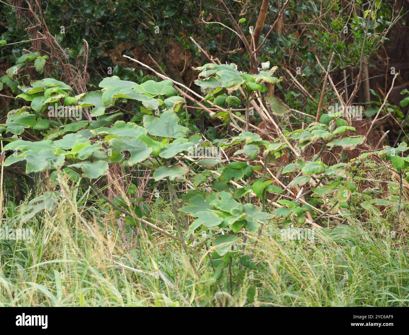 Paper mulberry (Broussonetia papyrifera) Plantae Stock Photo - Alamy