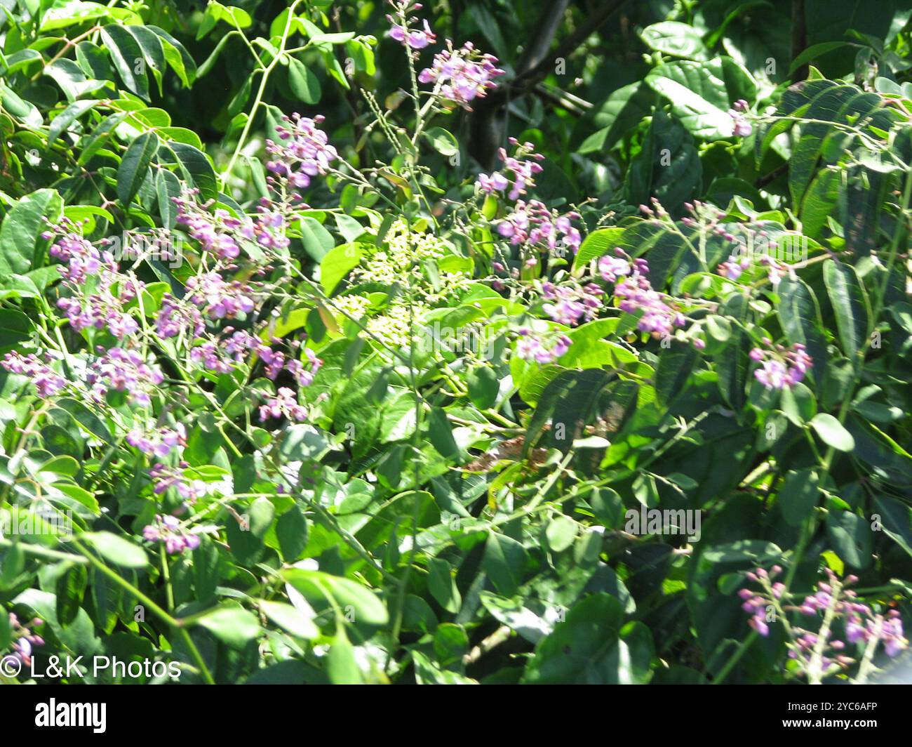 Fence Post Tree (Gliricidia sepium) Plantae Stock Photo - Alamy