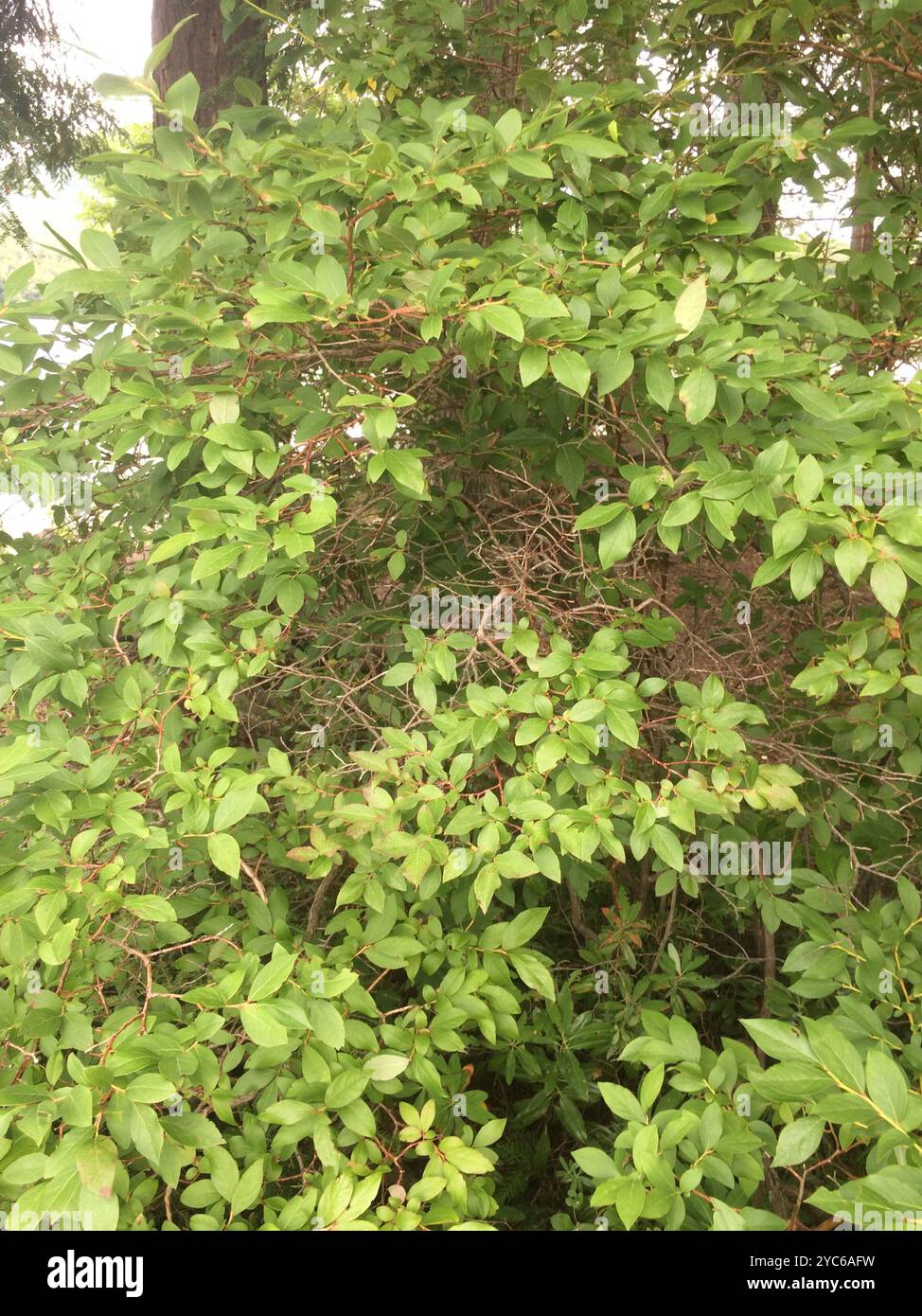 Northern highbush blueberry (Vaccinium corymbosum) Plantae Stock Photo ...