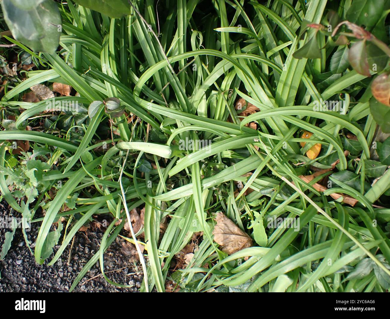 Three-cornered garlic (Allium triquetrum) Plantae Stock Photo - Alamy