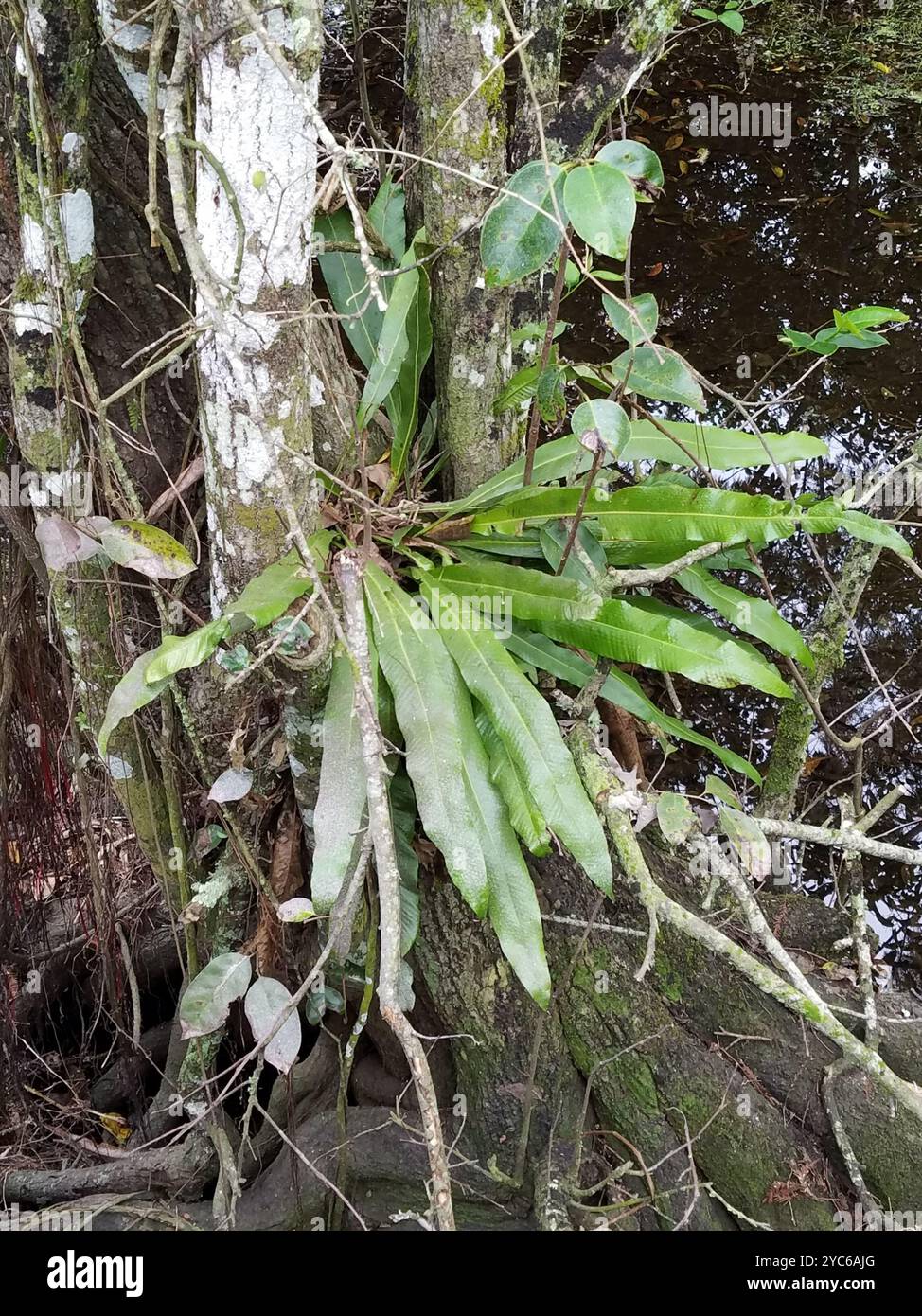 Long strapfern (Campyloneurum phyllitidis) Plantae Stock Photo - Alamy