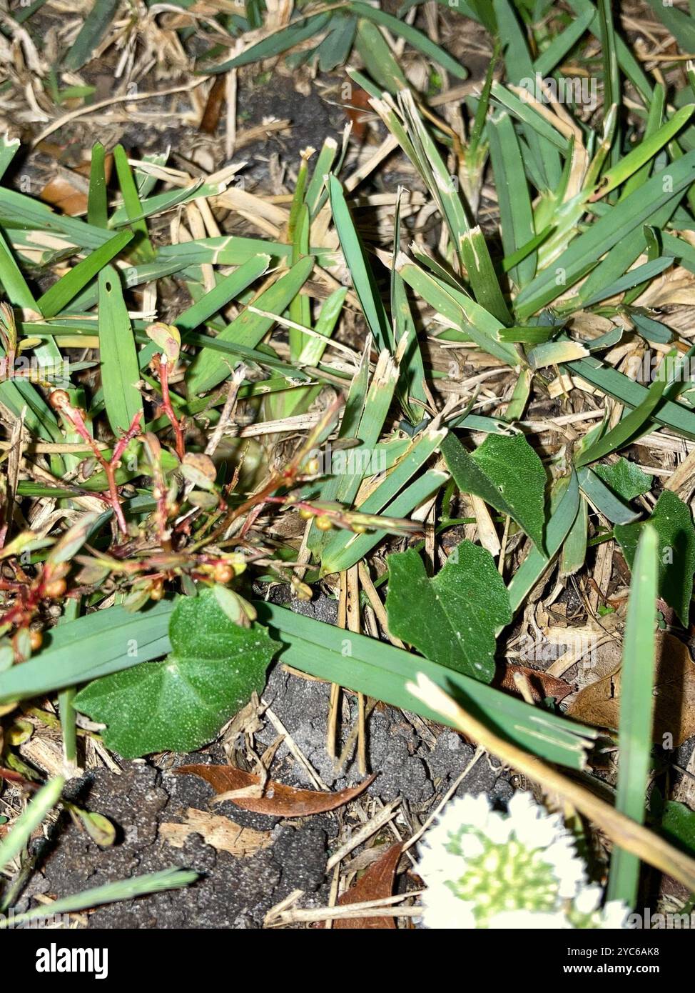 Chamberbitter (Phyllanthus urinaria) Plantae Stock Photo - Alamy