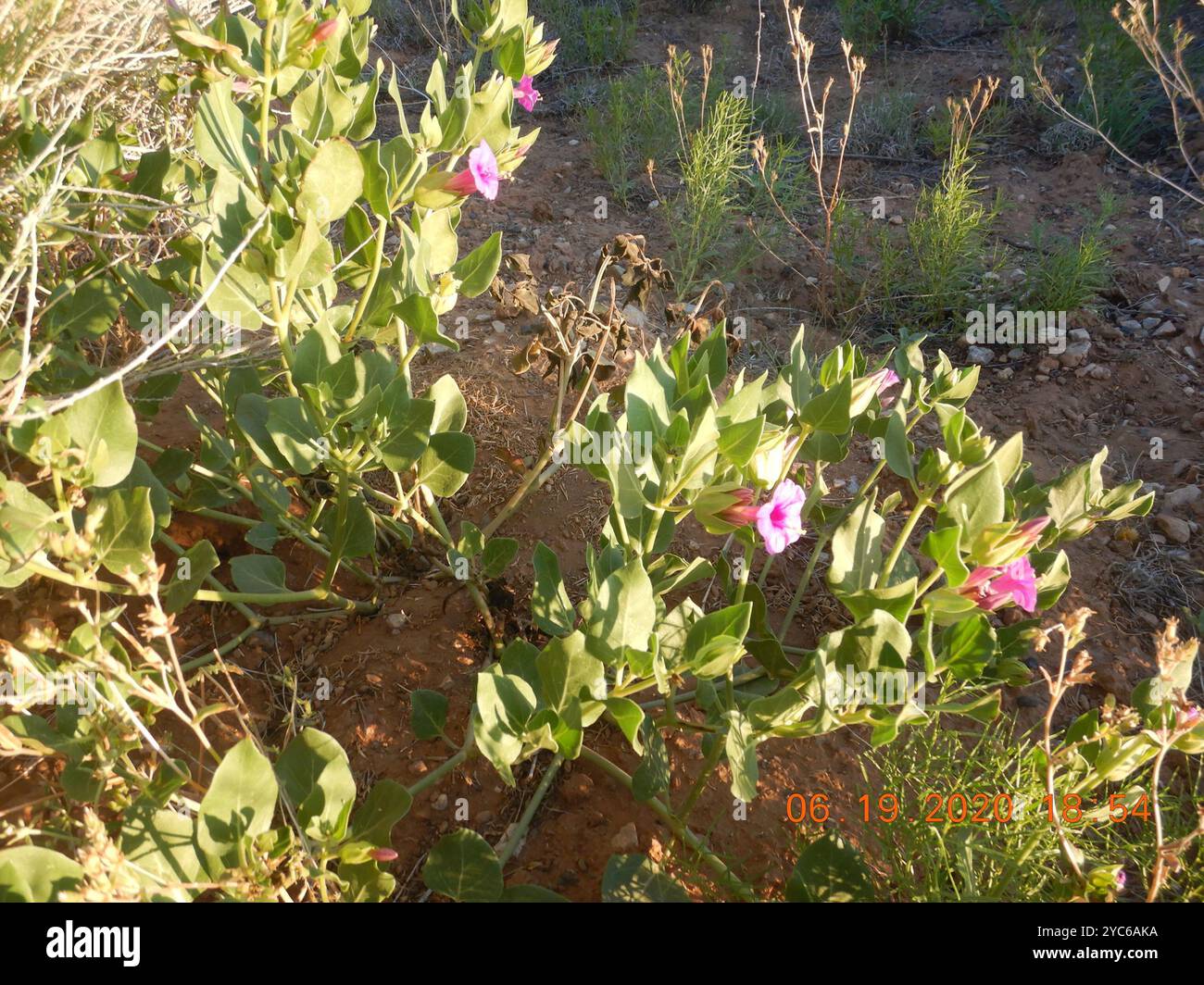 Colorado Four o'Clock (Mirabilis multiflora) Plantae Stock Photo - Alamy
