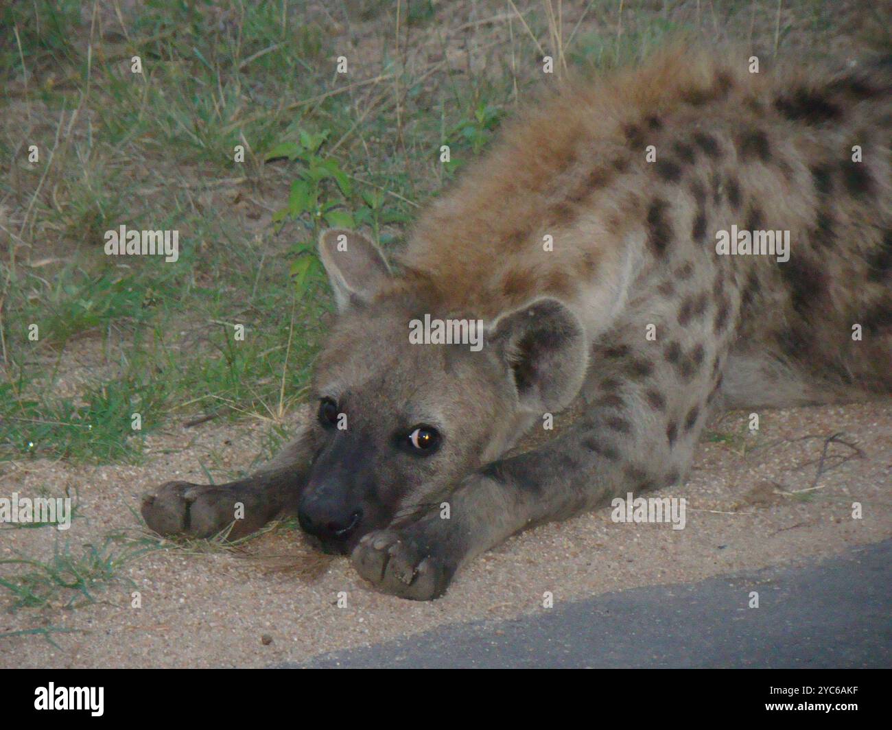 Spotted Hyena (Crocuta crocuta) Mammalia Stock Photo - Alamy