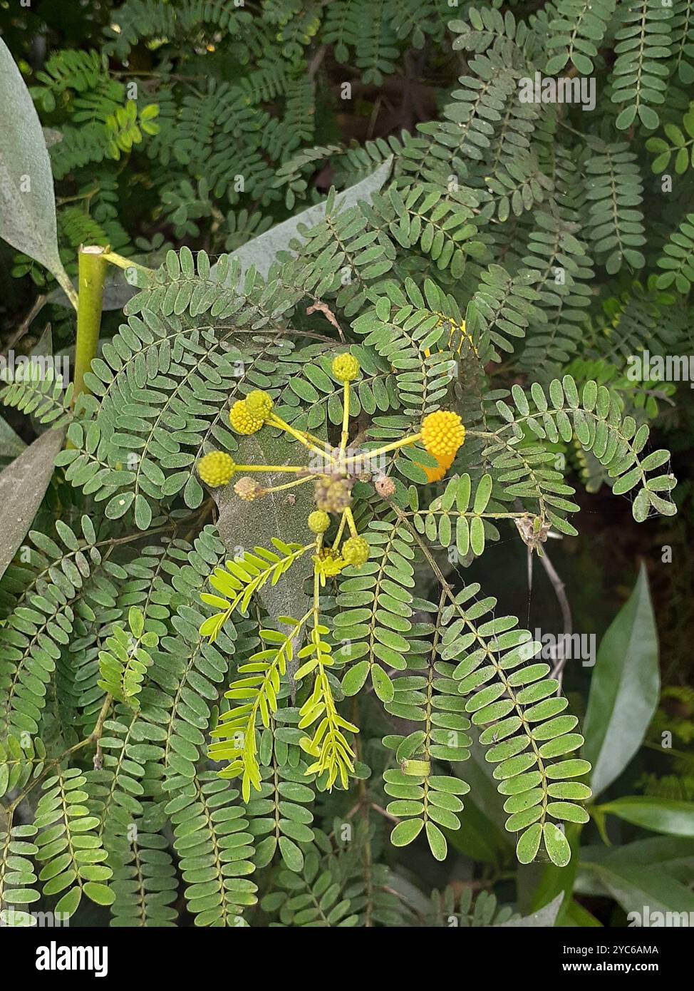 White leadtree (Leucaena leucocephala) Plantae Stock Photo - Alamy