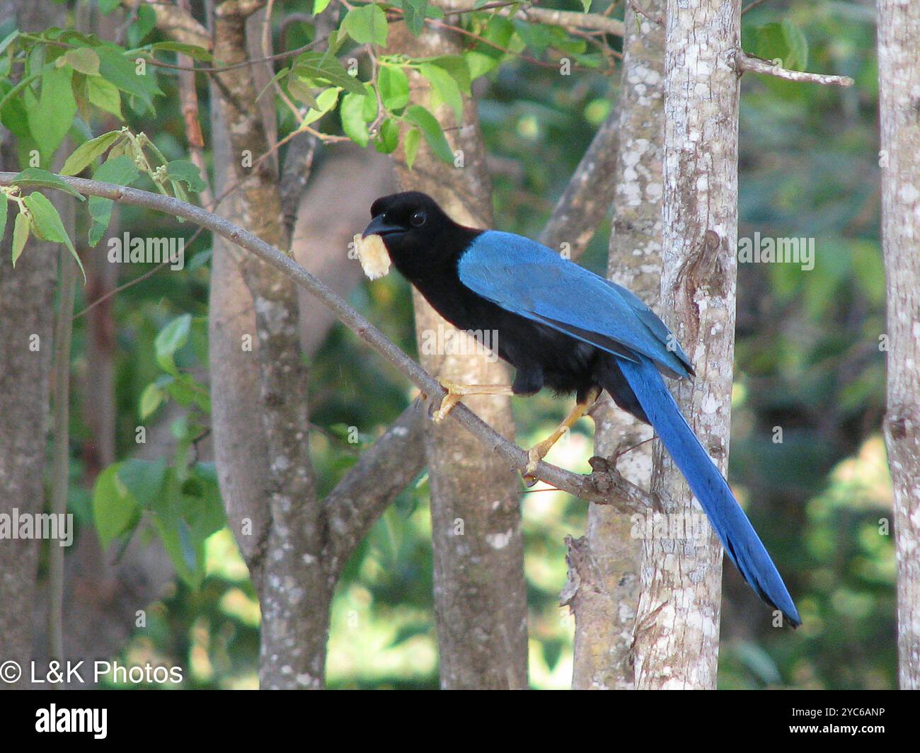Yucatan Jay (Cyanocorax yucatanicus) Aves Stock Photo - Alamy