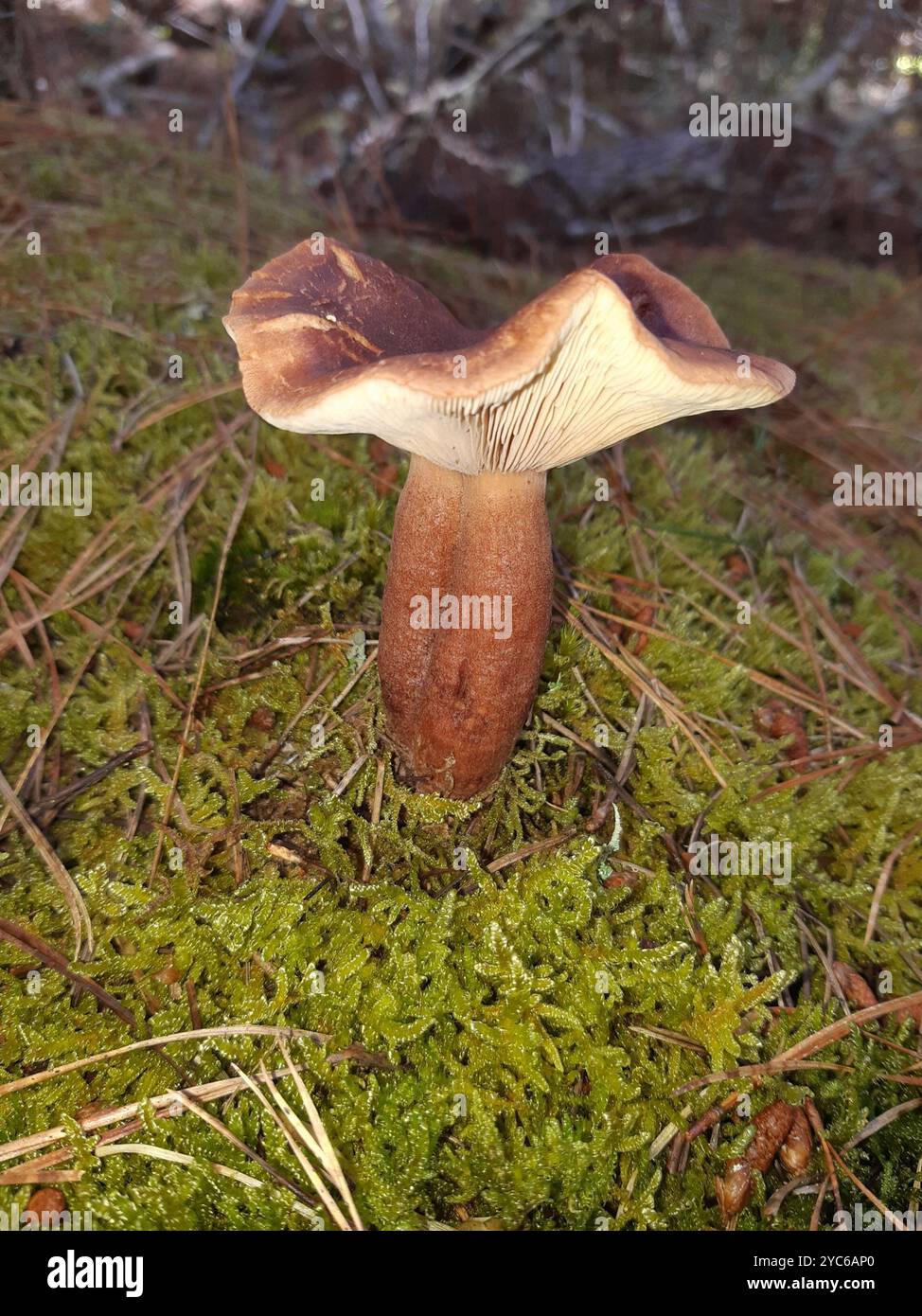 Rufous Milkcap (Lactarius rufus) Fungi Stock Photo - Alamy