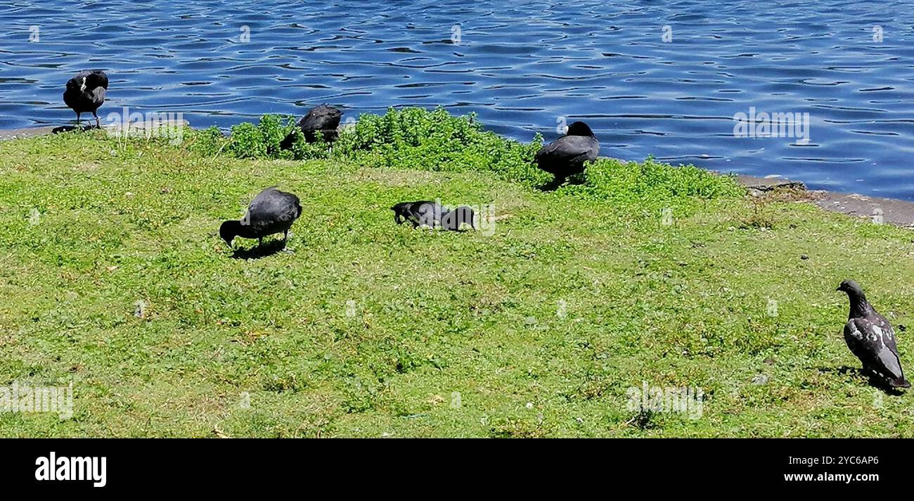 Australasian Coot (Fulica atra australis) Aves Stock Photo - Alamy