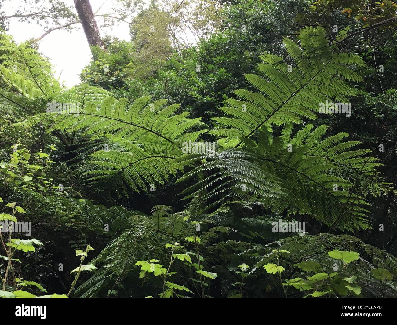 Tree Ferns and Allies (Cyatheales) Plantae Stock Photo - Alamy