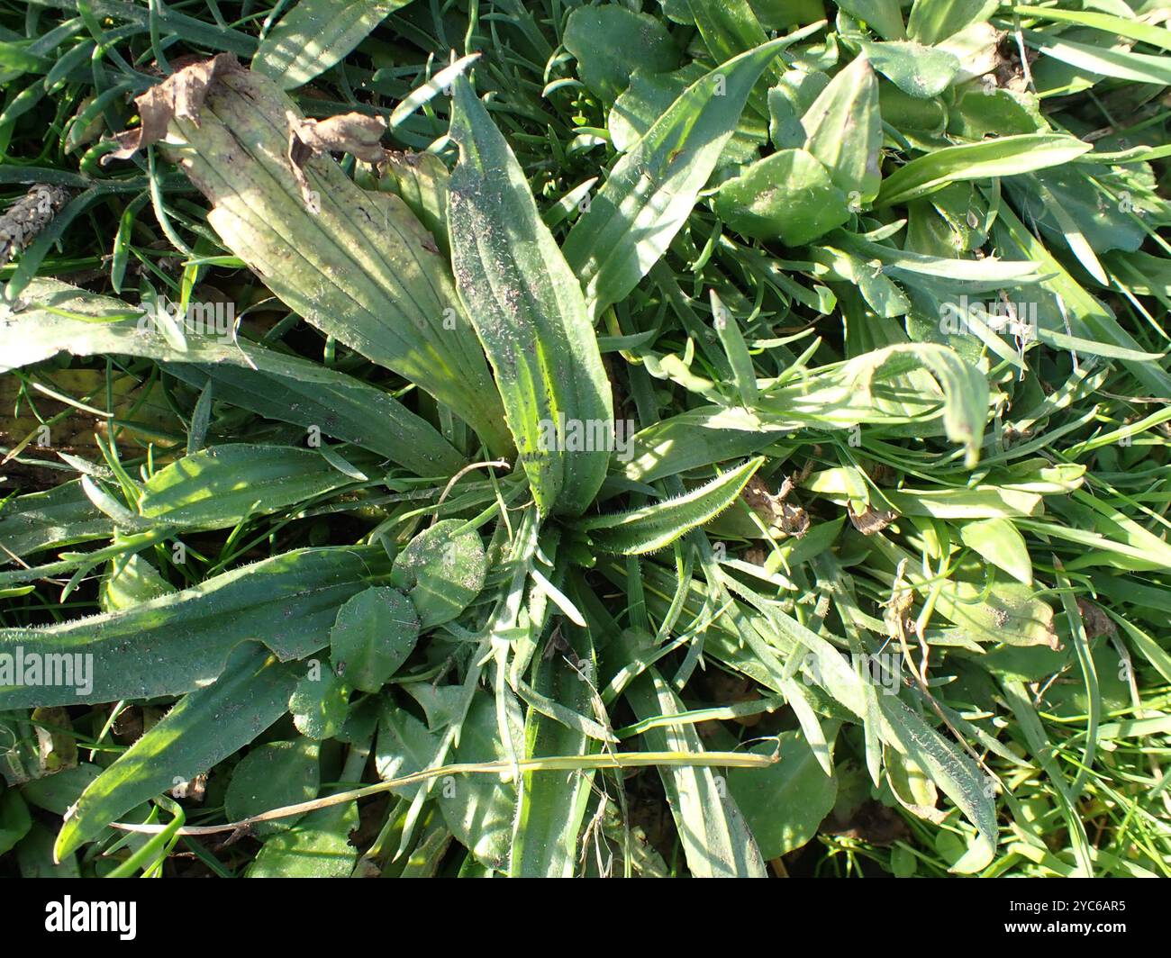 ribwort plantain (Plantago lanceolata) Plantae Stock Photo - Alamy
