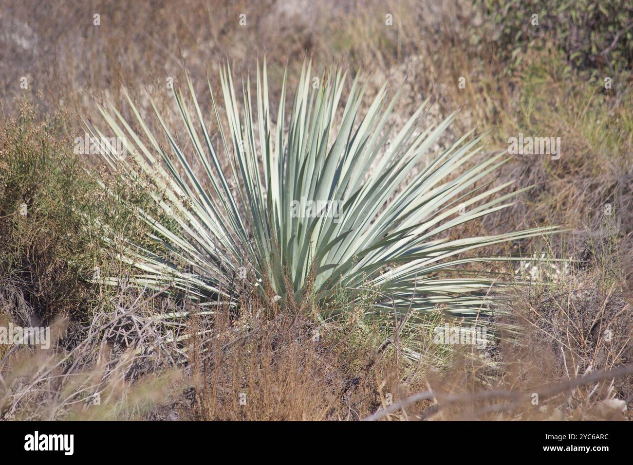 chaparral yucca (Hesperoyucca whipplei) Plantae Stock Photo - Alamy