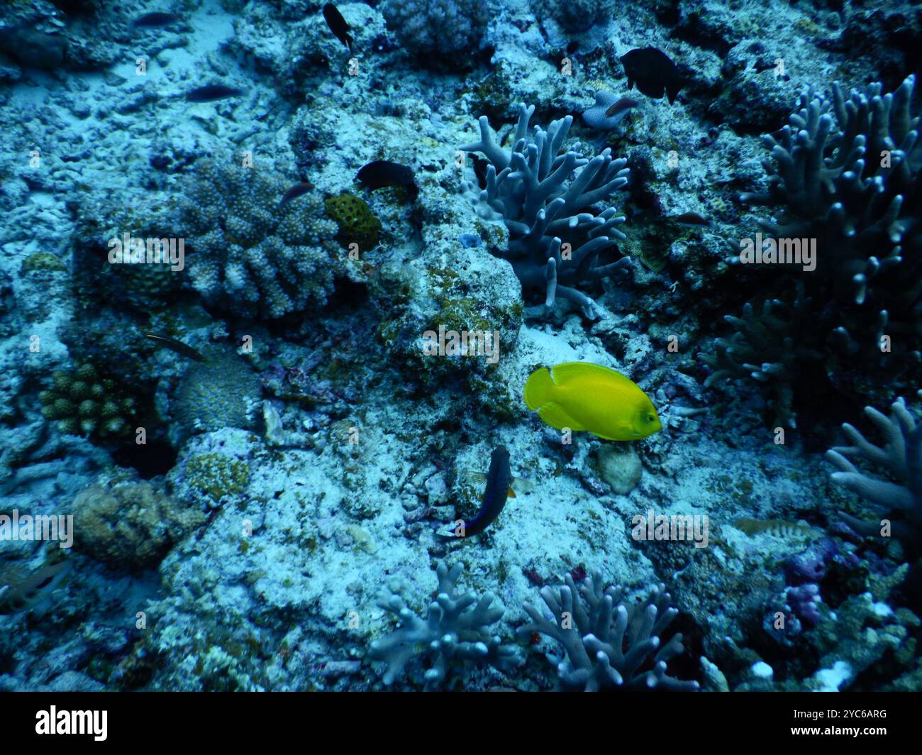 Herald's Angelfish (Centropyge heraldi) Actinopterygii Stock Photo - Alamy
