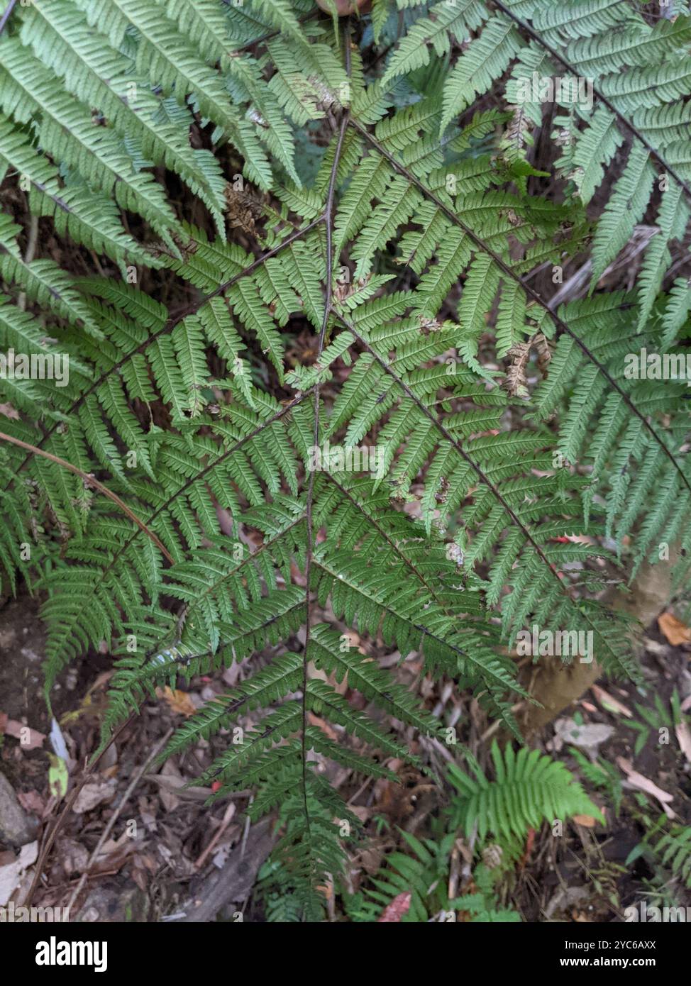 ferns (Polypodiopsida) Plantae Stock Photo - Alamy