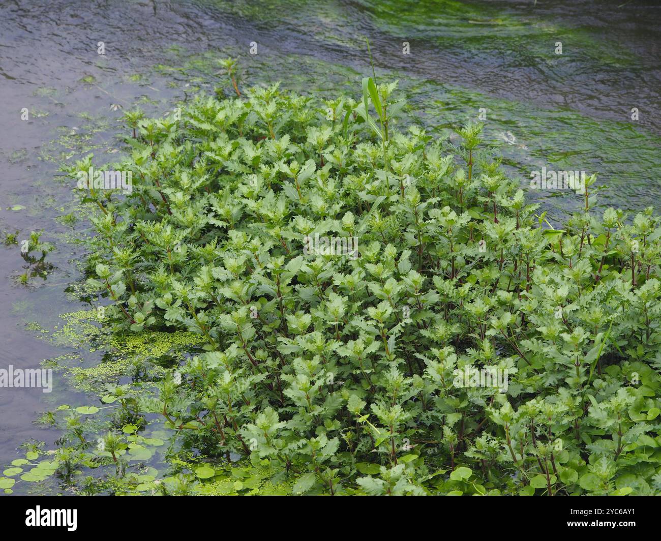 Water Wisteria (Hygrophila difformis) Plantae Stock Photo - Alamy