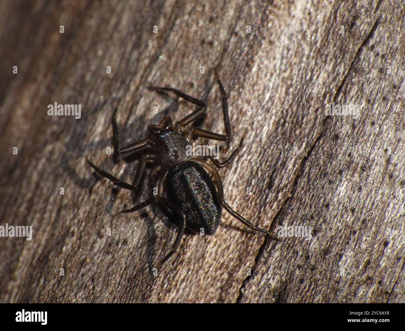 Scorpion Spiders (Trochanteriidae) Arachnida Stock Photo - Alamy