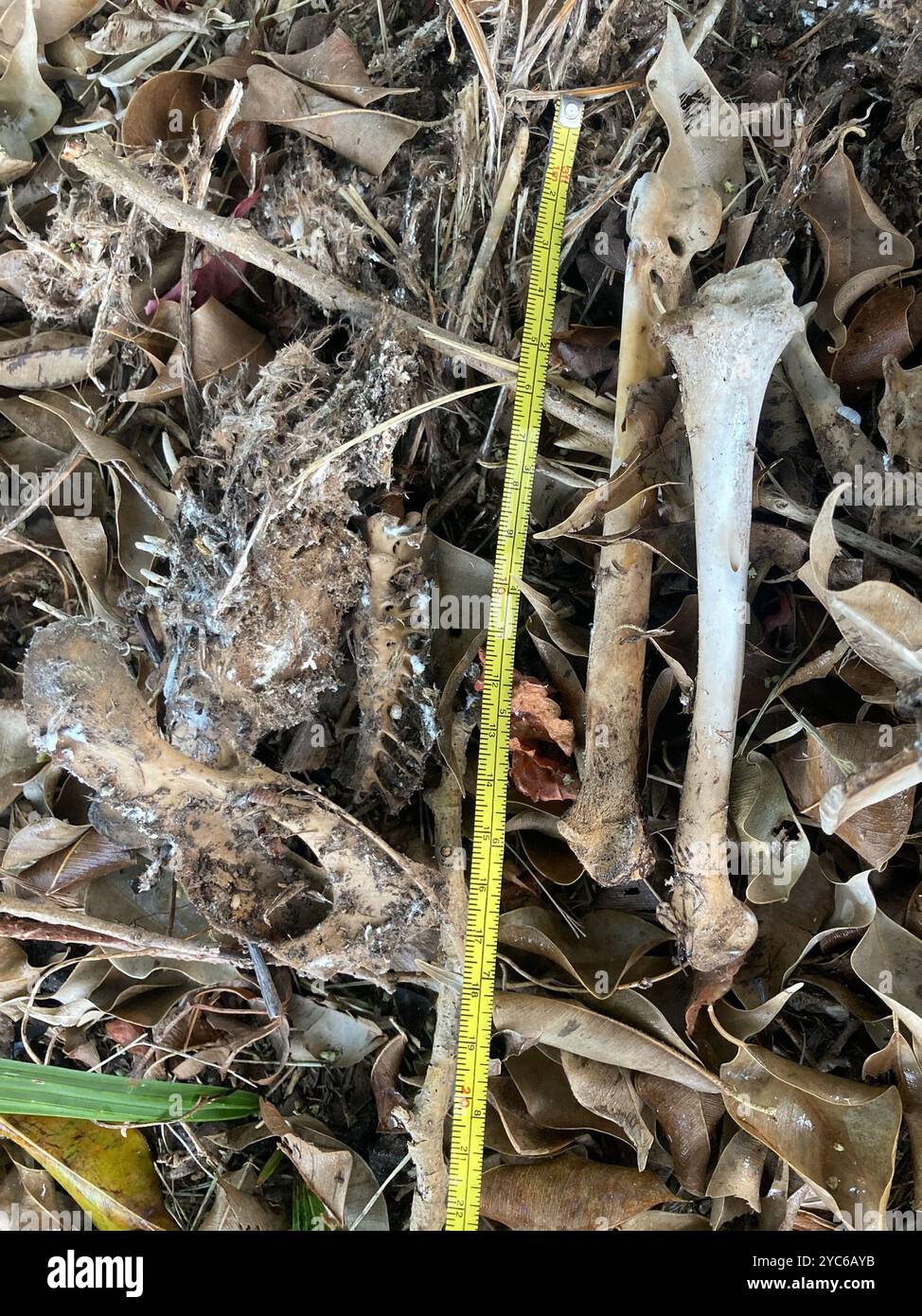 Domestic Chicken (Gallus gallus domesticus) Aves Stock Photo - Alamy