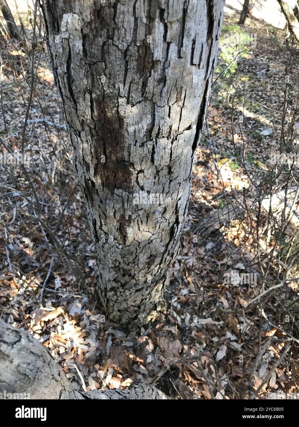 White Shin Oak (Quercus sinuata breviloba) Plantae Stock Photo - Alamy