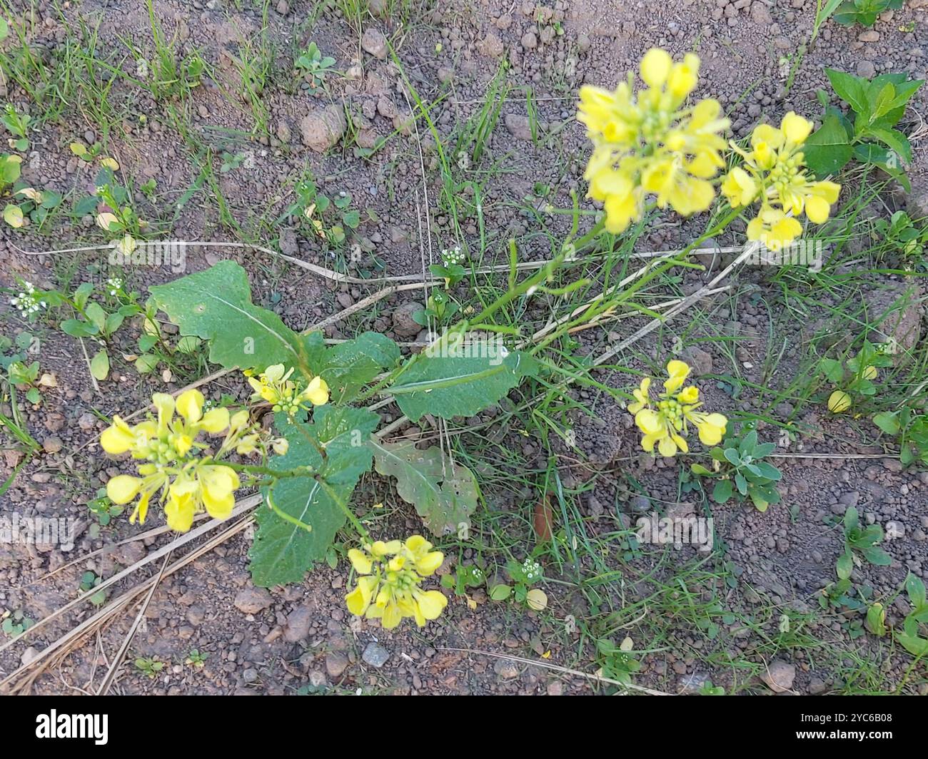charlock (Mutarda arvensis) Plantae Stock Photo - Alamy