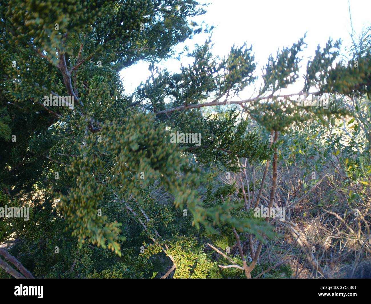 junipers (Juniperus) Plantae Stock Photo - Alamy
