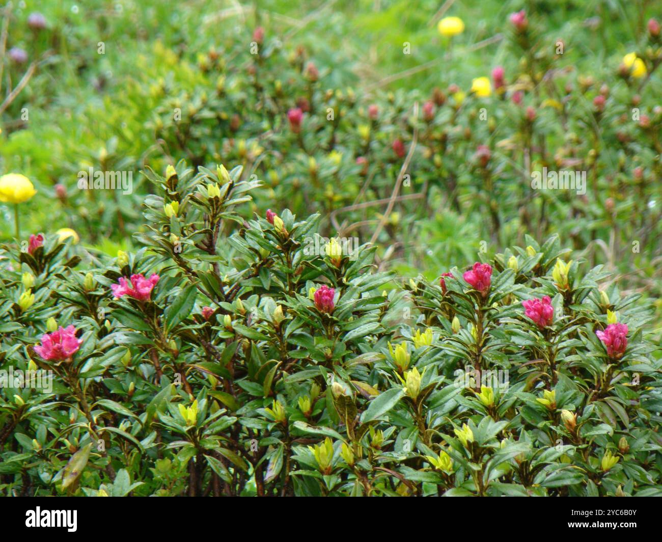 Rusty-leaved Alpenrose (Rhododendron ferrugineum) Plantae Stock Photo ...