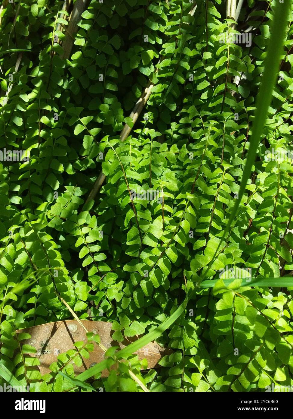 Screw Fern (Lindsaea linearis) Plantae Stock Photo - Alamy