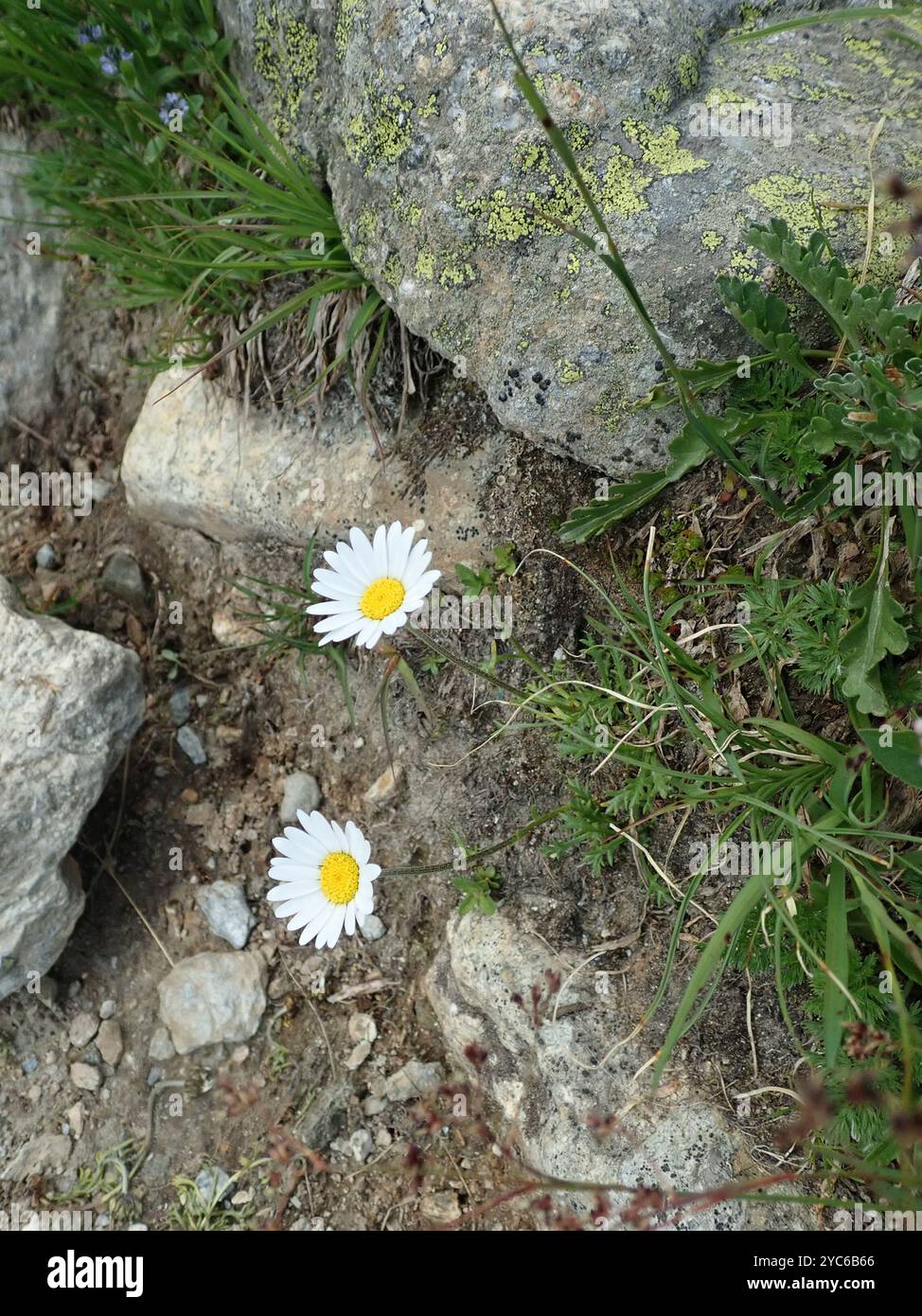 Alpine Moon-daisy (Leucanthemopsis alpina) Plantae Stock Photo - Alamy
