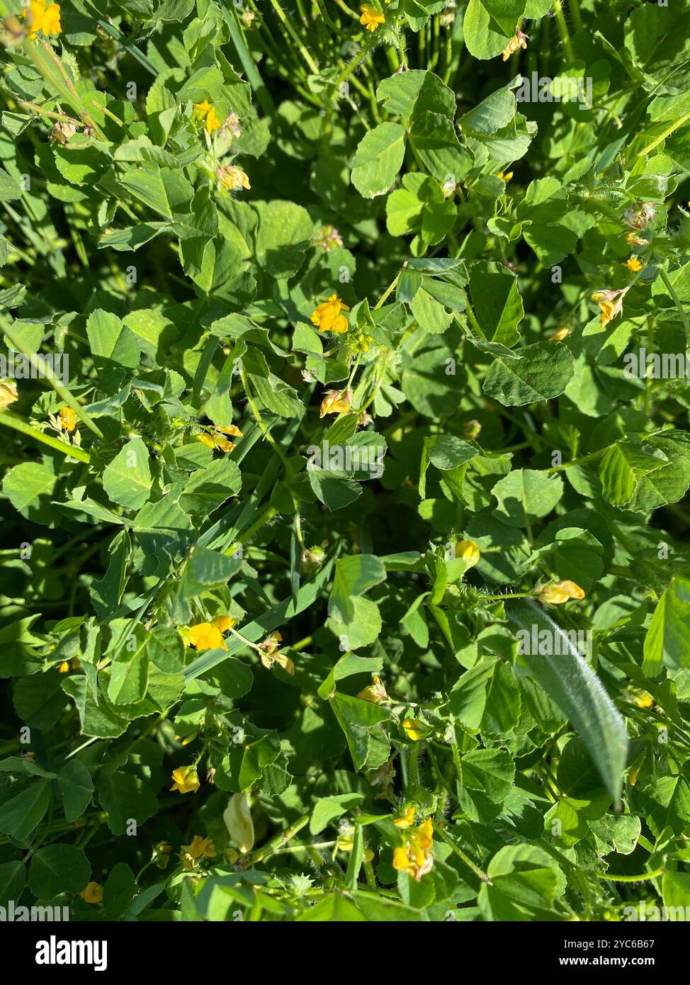 Spotted medick (Medicago arabica) Plantae Stock Photo - Alamy
