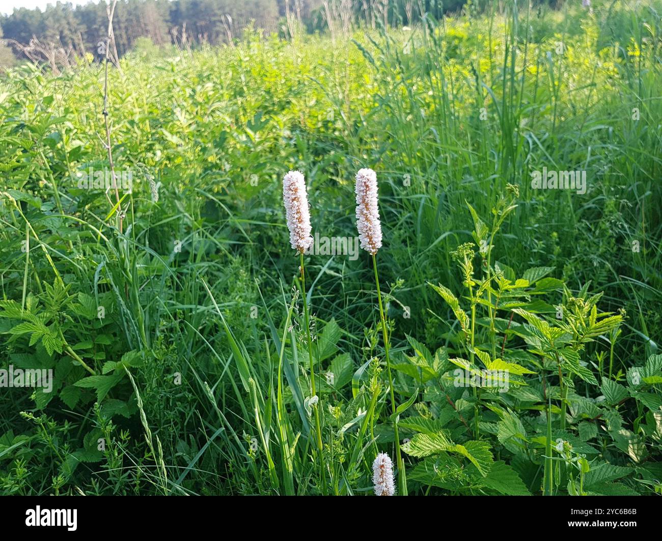 common bistort (Bistorta officinalis) Plantae Stock Photo - Alamy
