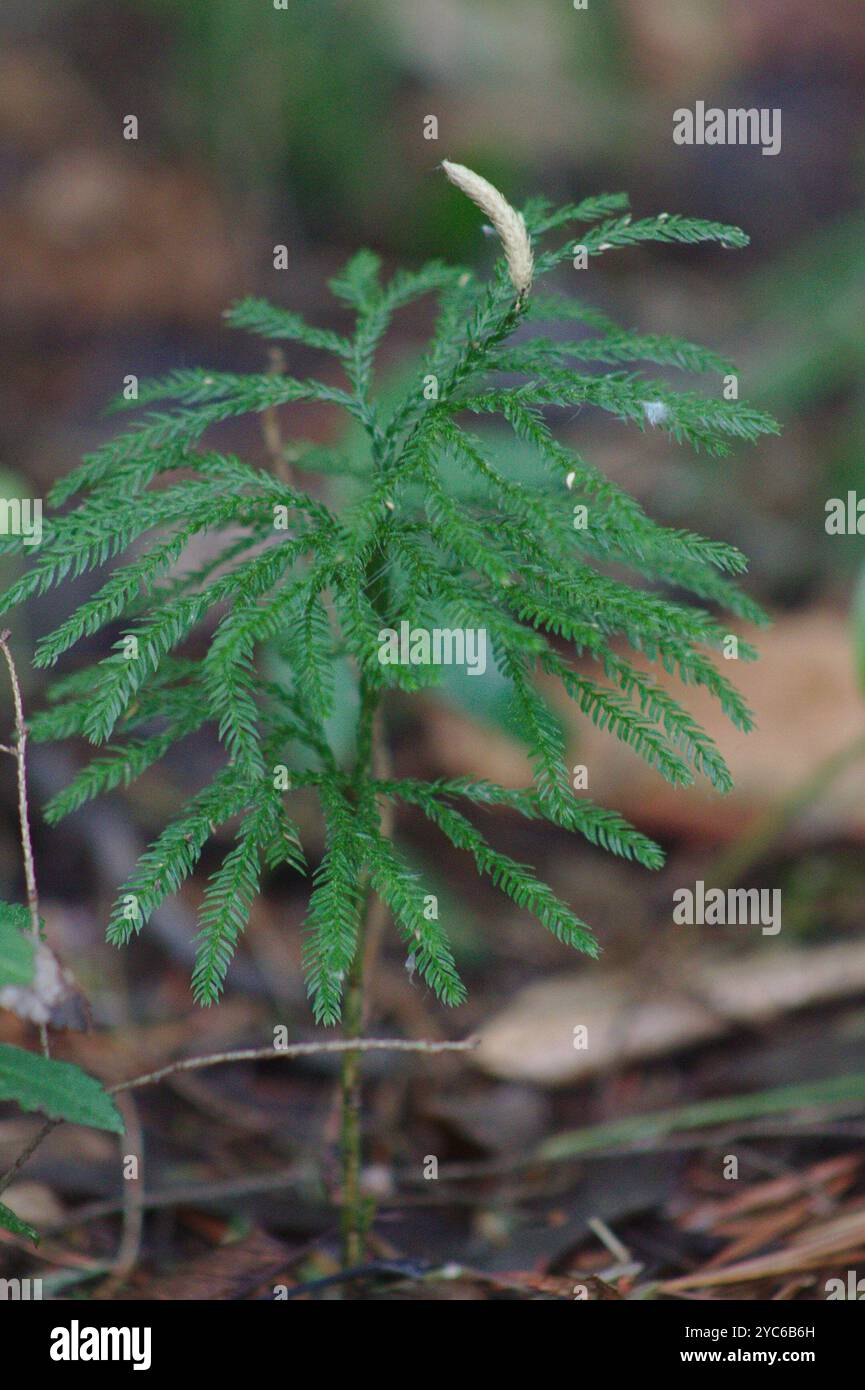 flat-branched tree-clubmoss (Dendrolycopodium obscurum) Plantae Stock ...