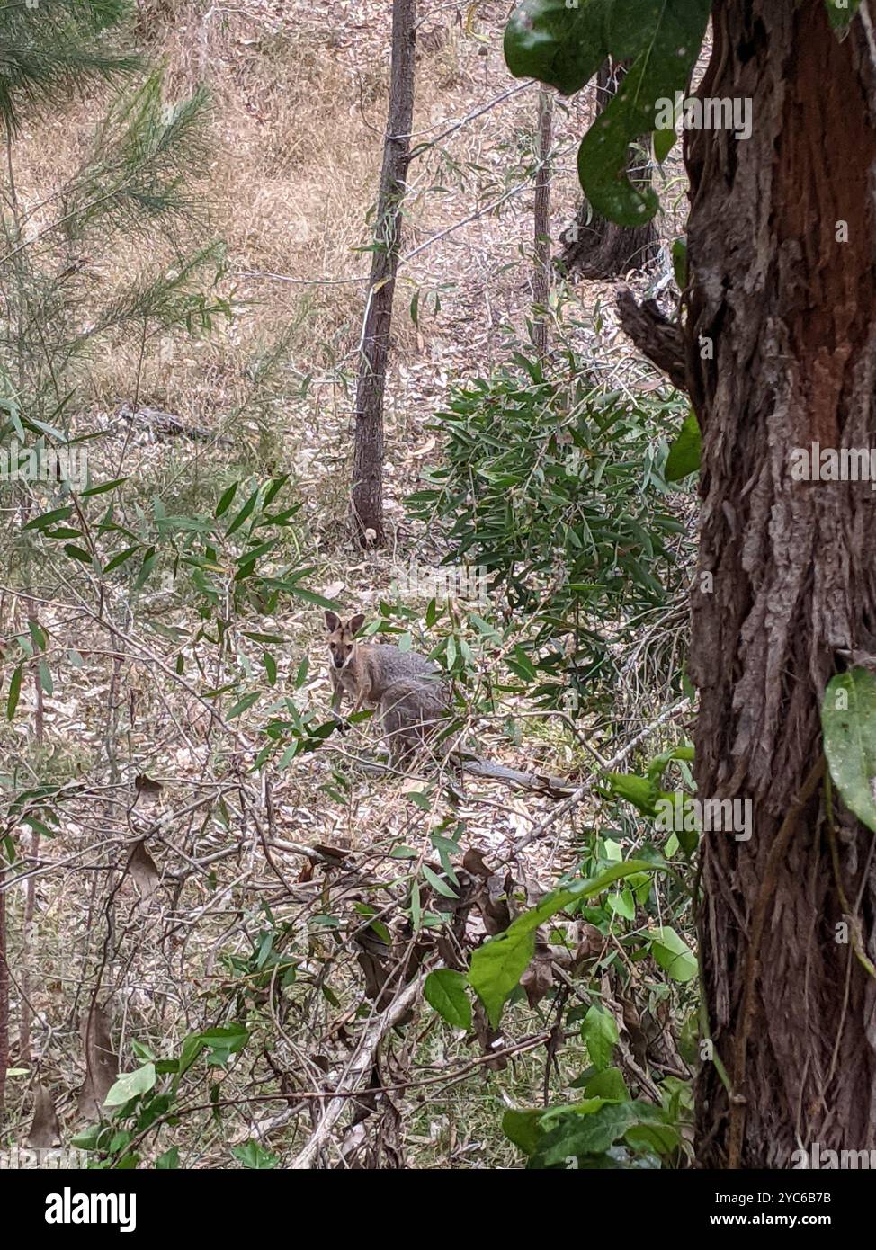 Red-necked Wallaby (Notamacropus rufogriseus) Mammalia Stock Photo - Alamy