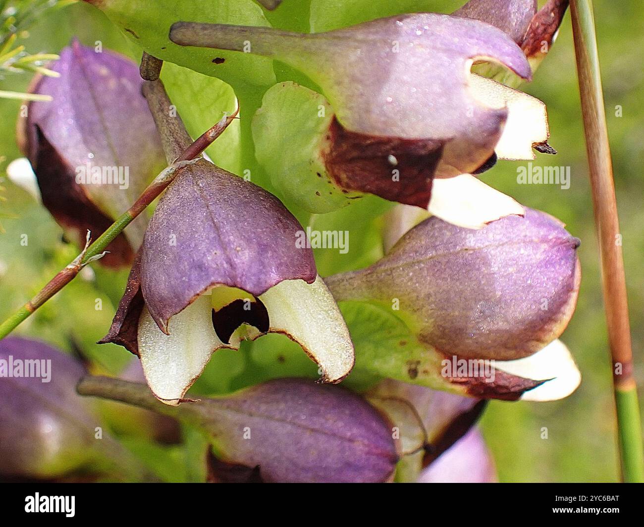 Golden Disa (Disa cornuta) Plantae Stock Photo - Alamy