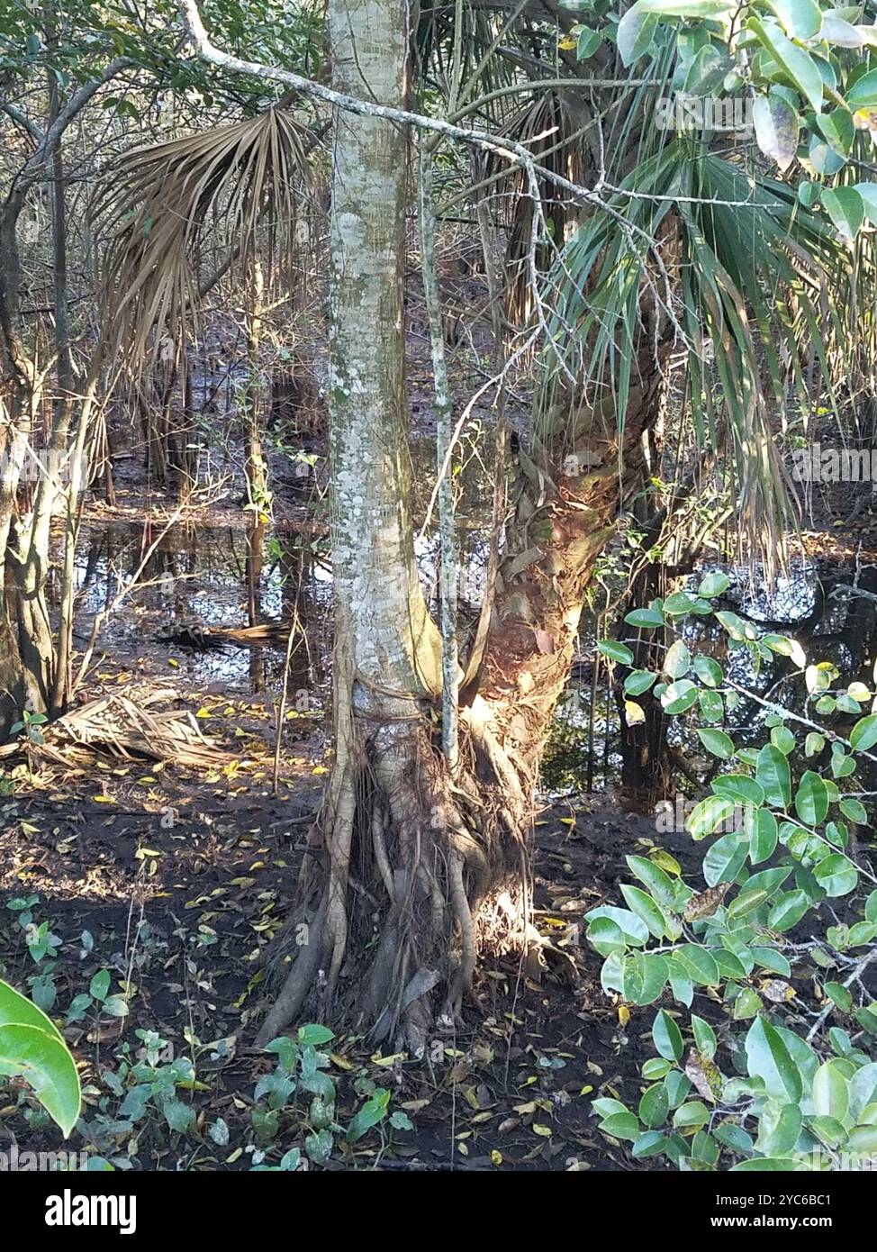 Florida Strangler Fig (Ficus aurea) Plantae Stock Photo - Alamy