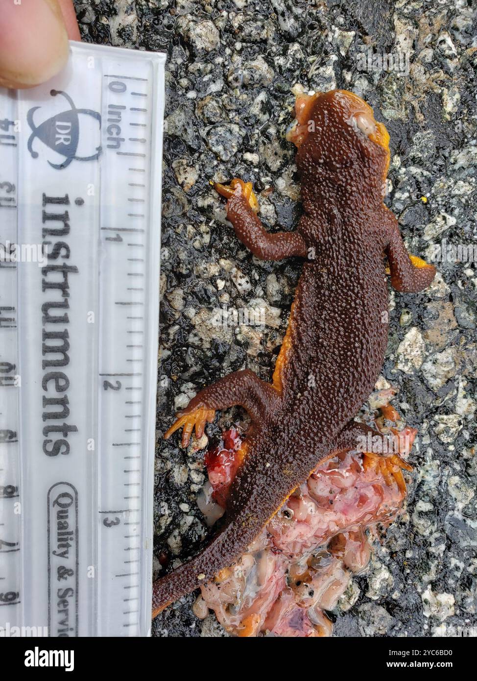 Pacific Newts (Taricha) Amphibia Stock Photo - Alamy