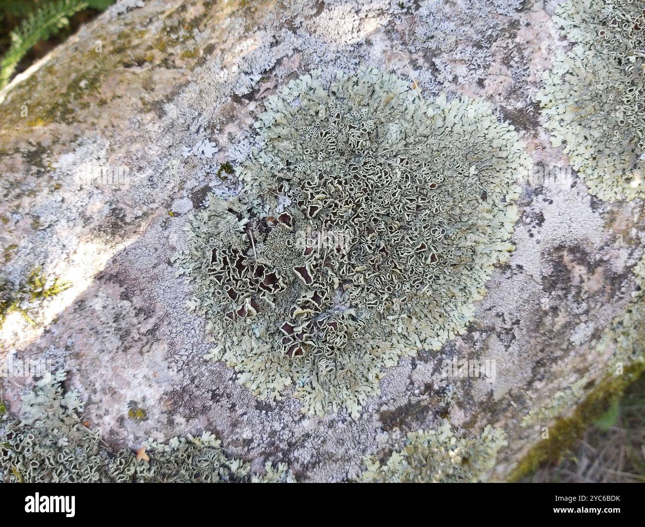 Peppered Rock-shield (Xanthoparmelia conspersa) Fungi Stock Photo - Alamy