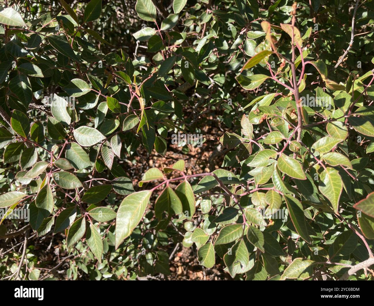 evergreen sumac (Rhus virens) Plantae Stock Photo - Alamy