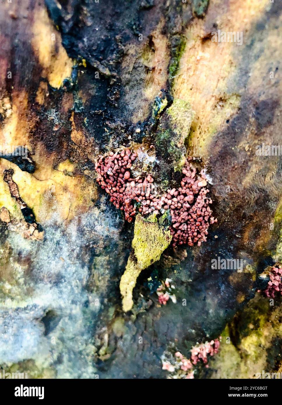 Wasp's Nest Slime Mold (Metatrichia vesparia) Protozoa Stock Photo - Alamy