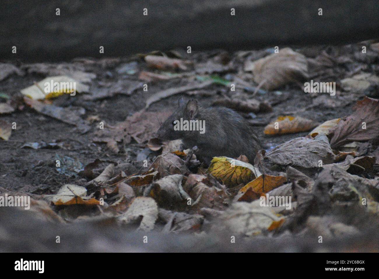 Old World Rats (Rattus) Mammalia Stock Photo - Alamy