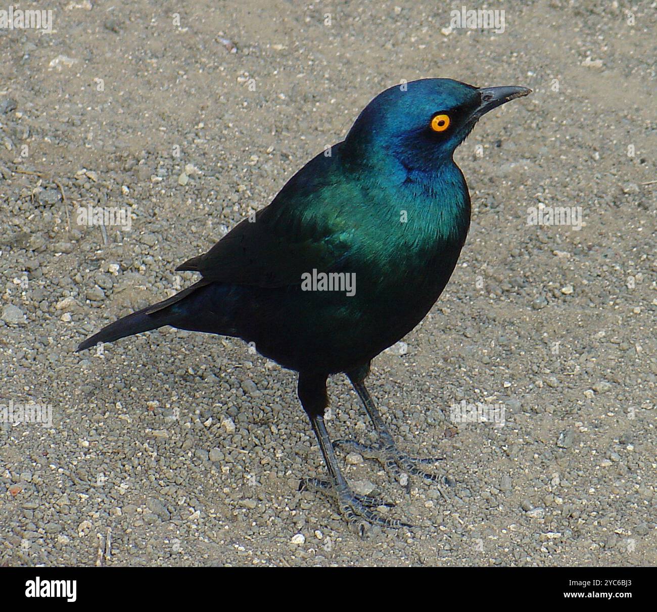 Cape Starling (Lamprotornis nitens) Aves Stock Photo - Alamy
