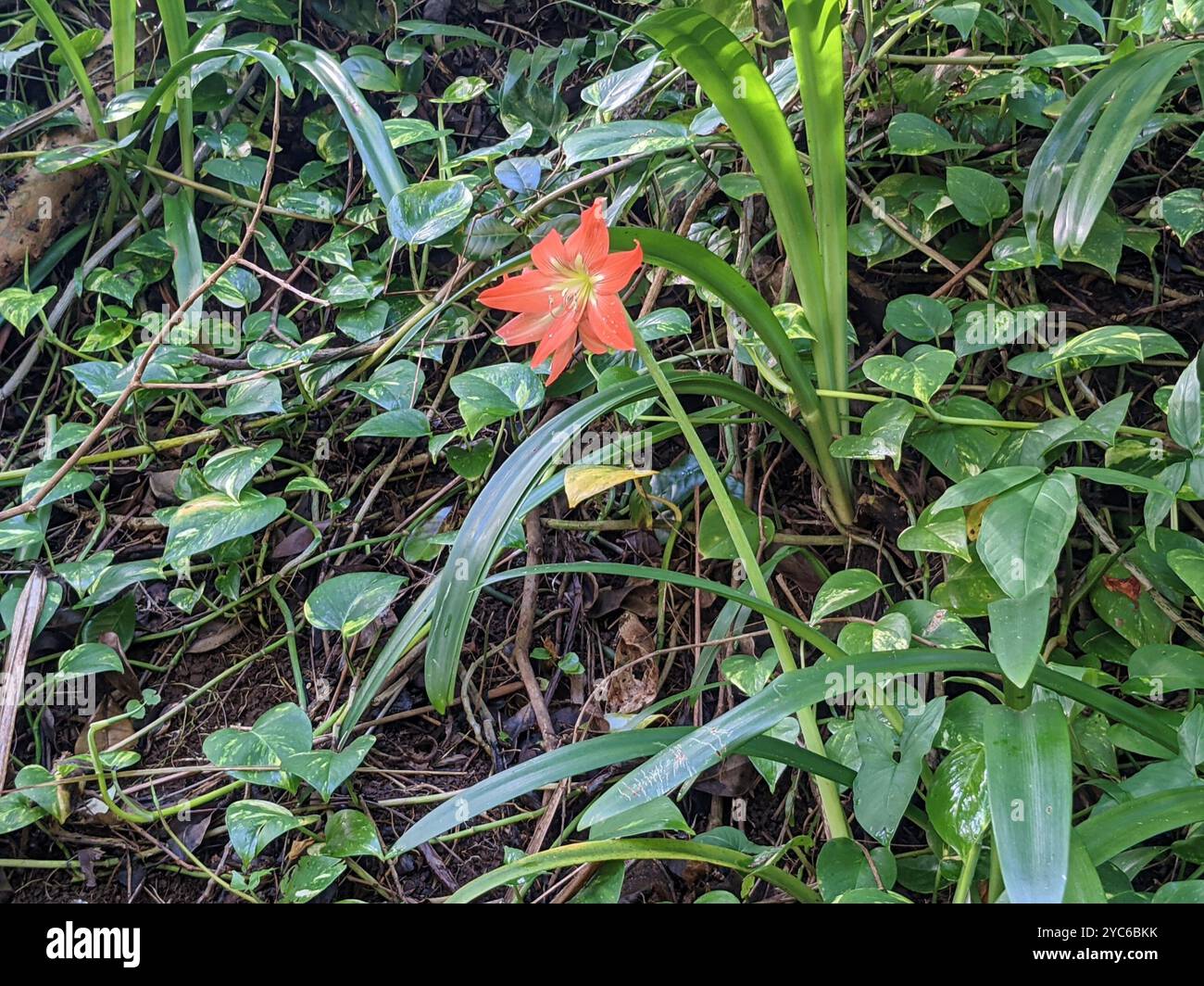 Mexican lily hi-res stock photography and images - Alamy