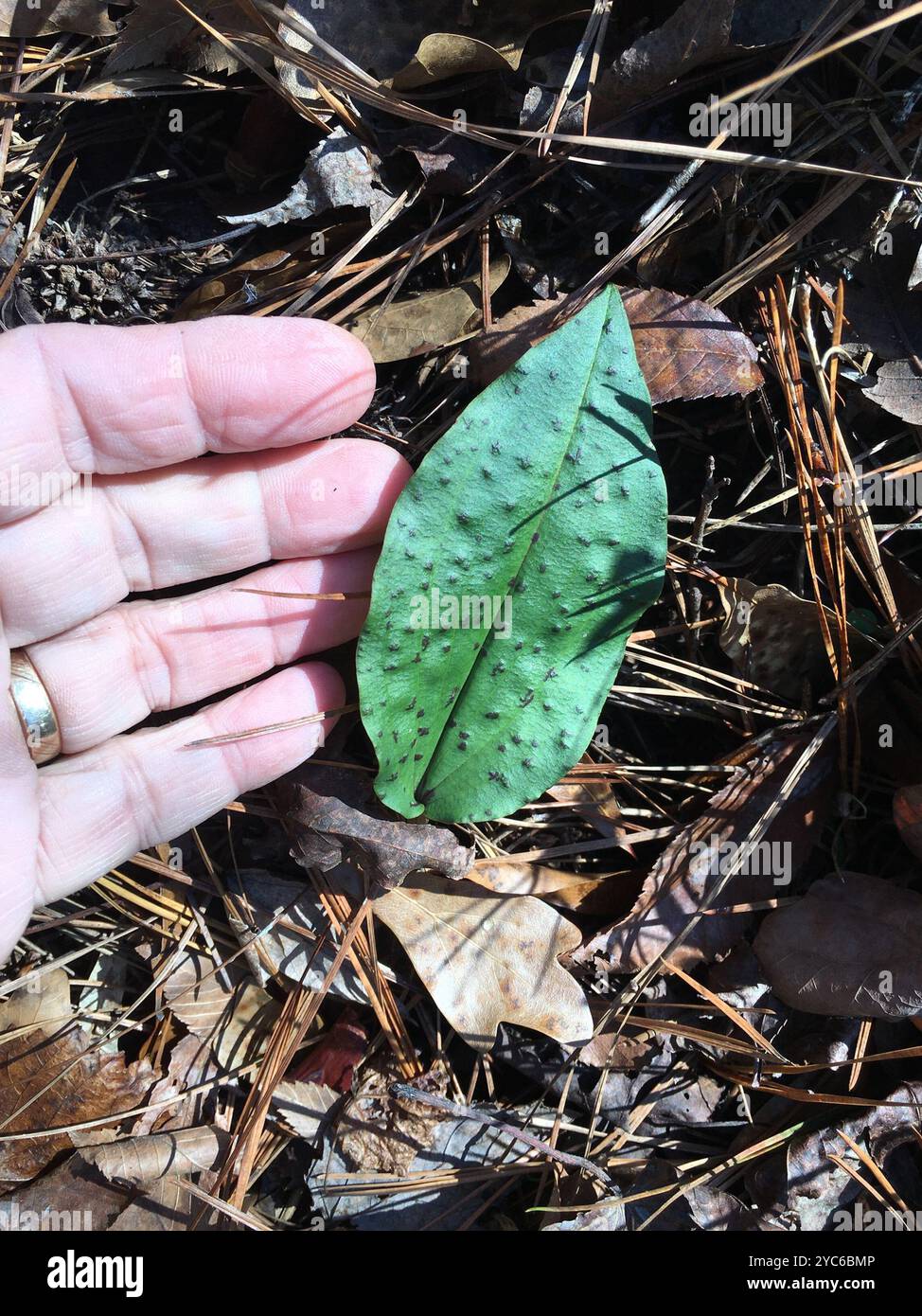 crane-fly orchid (Tipularia discolor) Plantae Stock Photo - Alamy