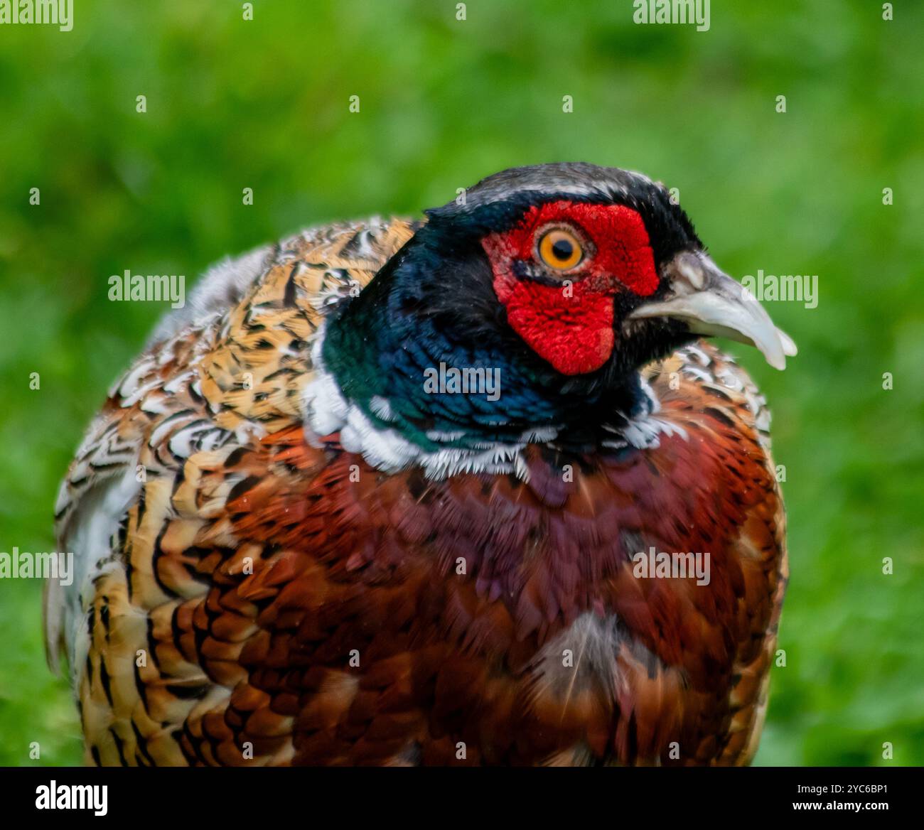 Common Pheasant (male Stock Photo - Alamy