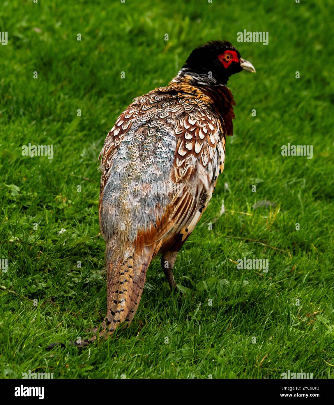 Common Pheasant (male Stock Photo - Alamy