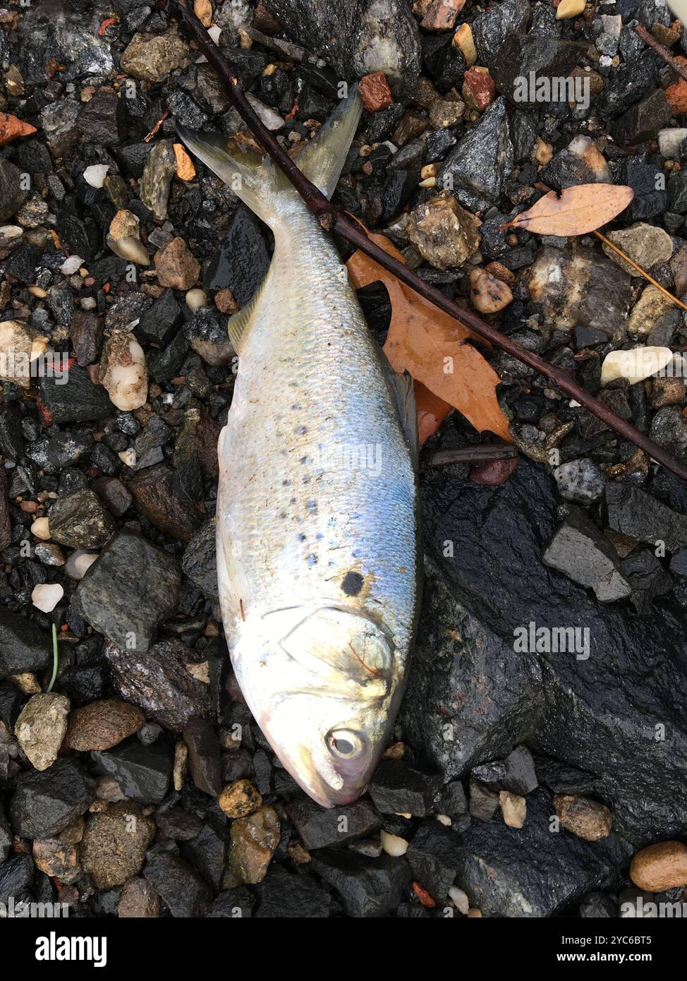 Atlantic Menhaden (Brevoortia tyrannus) Actinopterygii Stock Photo - Alamy